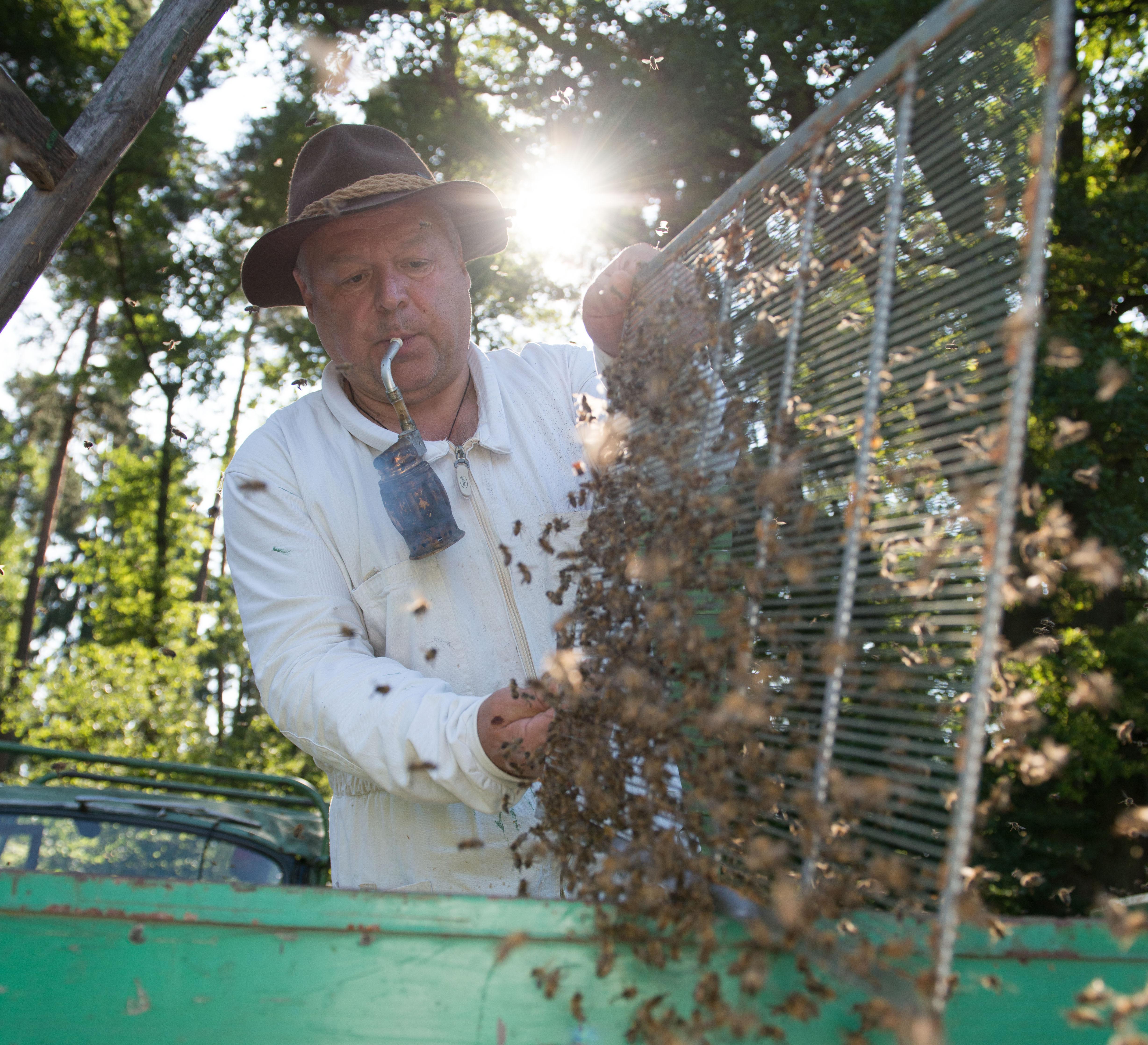 Gefälschter Honig: Vorschriften für Produktkennzeichnung sollen ...